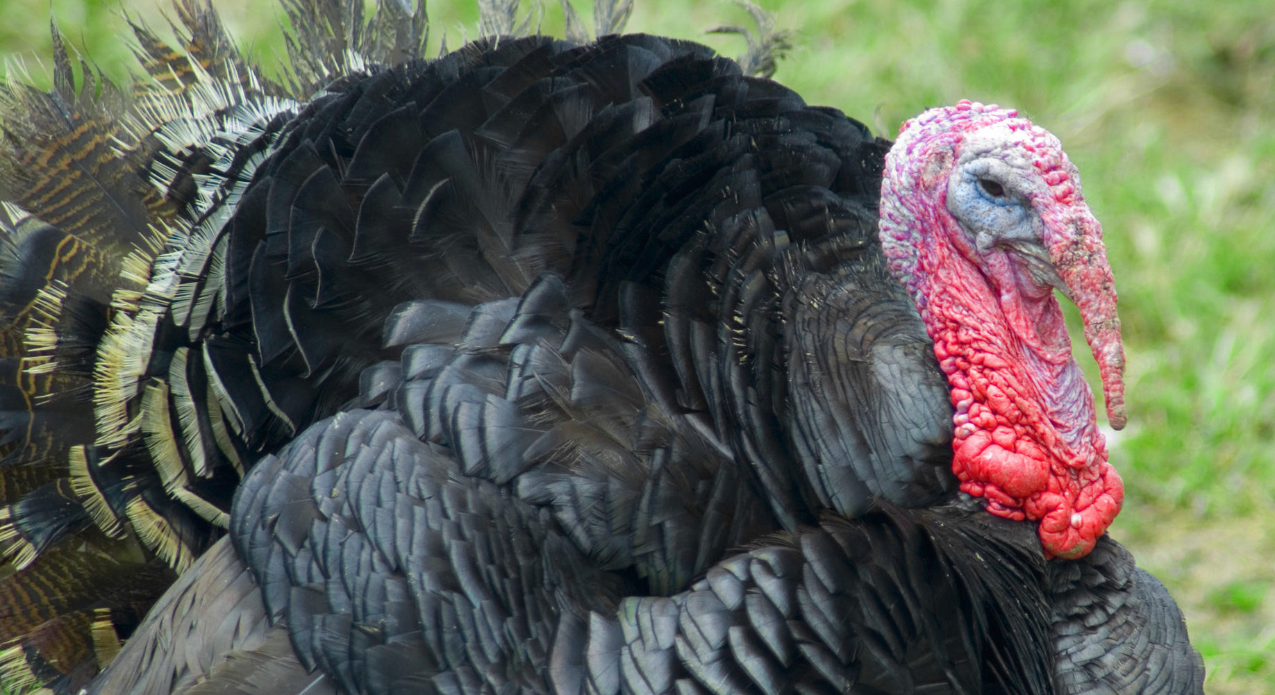 Turkey – FoodCo & More